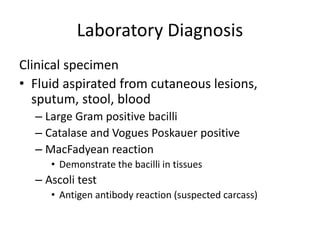 Bacillus species in medical microbiology | PPTX