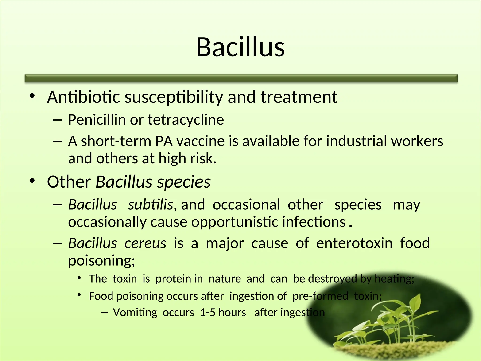Bacillus.recentppt.ppt Bacillus powerpoint | PPT