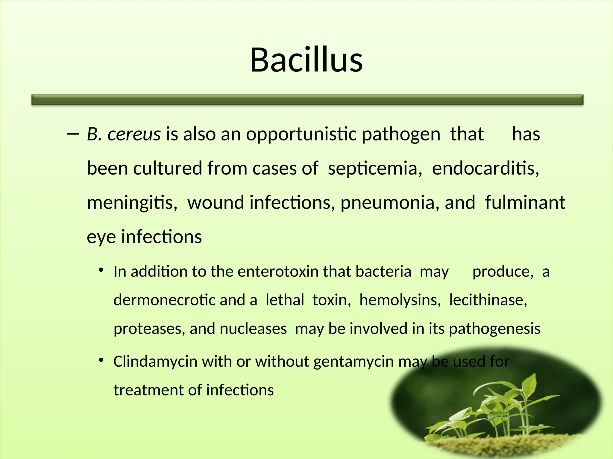 Bacillus.recentppt.ppt Bacillus powerpoint | PPT