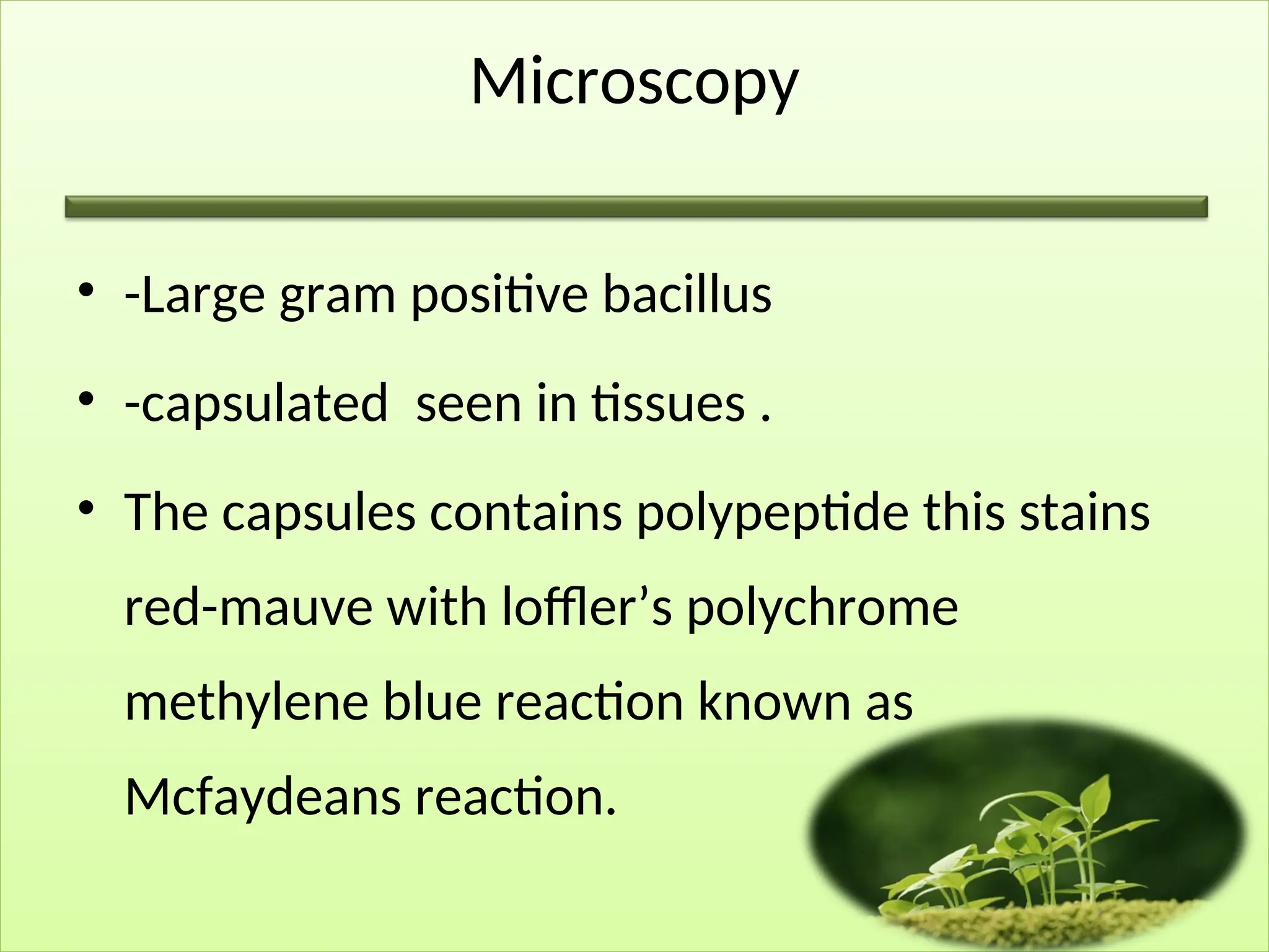 Bacillus.recentppt.ppt Bacillus powerpoint | PPT
