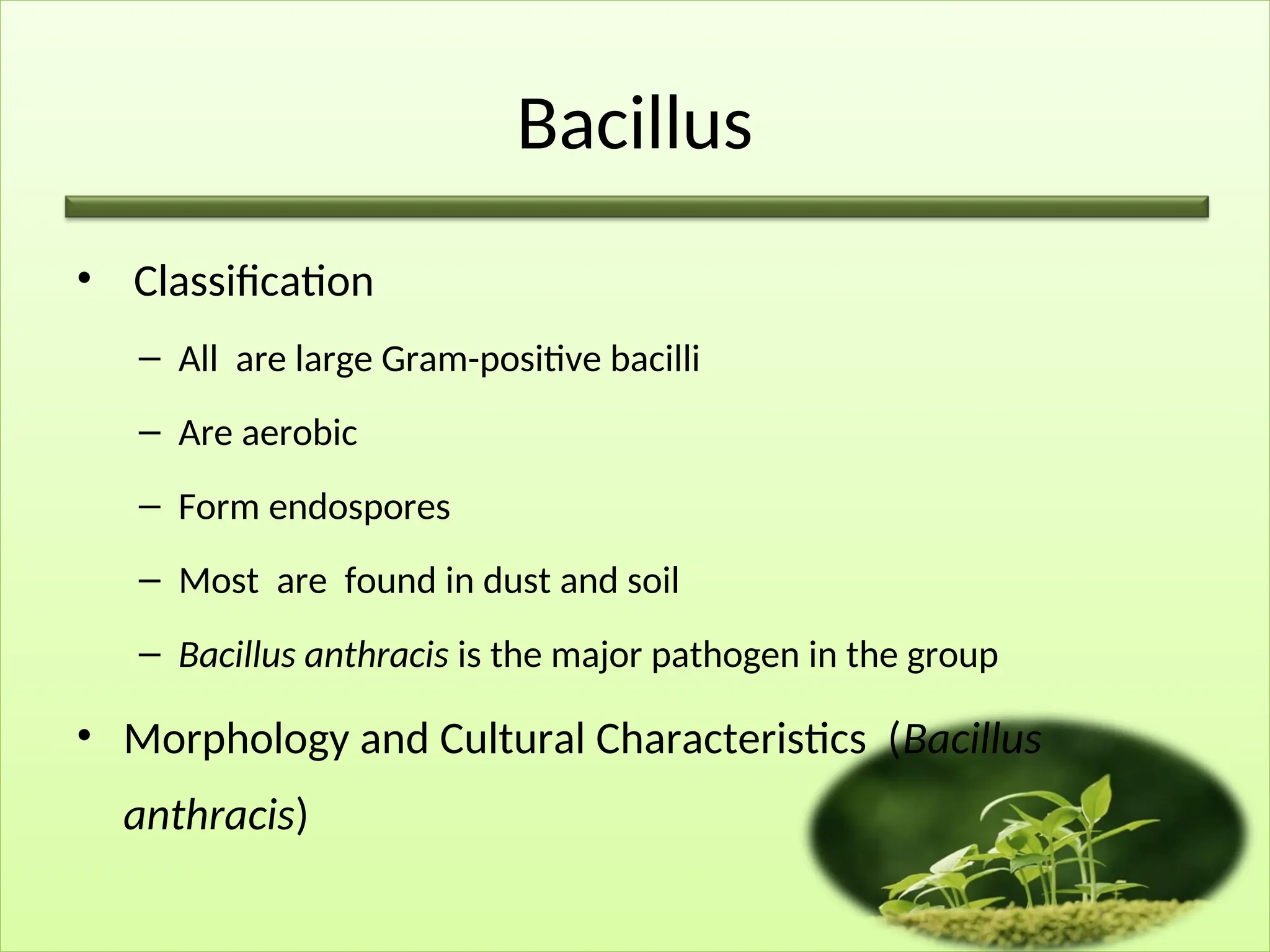 Bacillus.recentppt.ppt Bacillus powerpoint | PPT