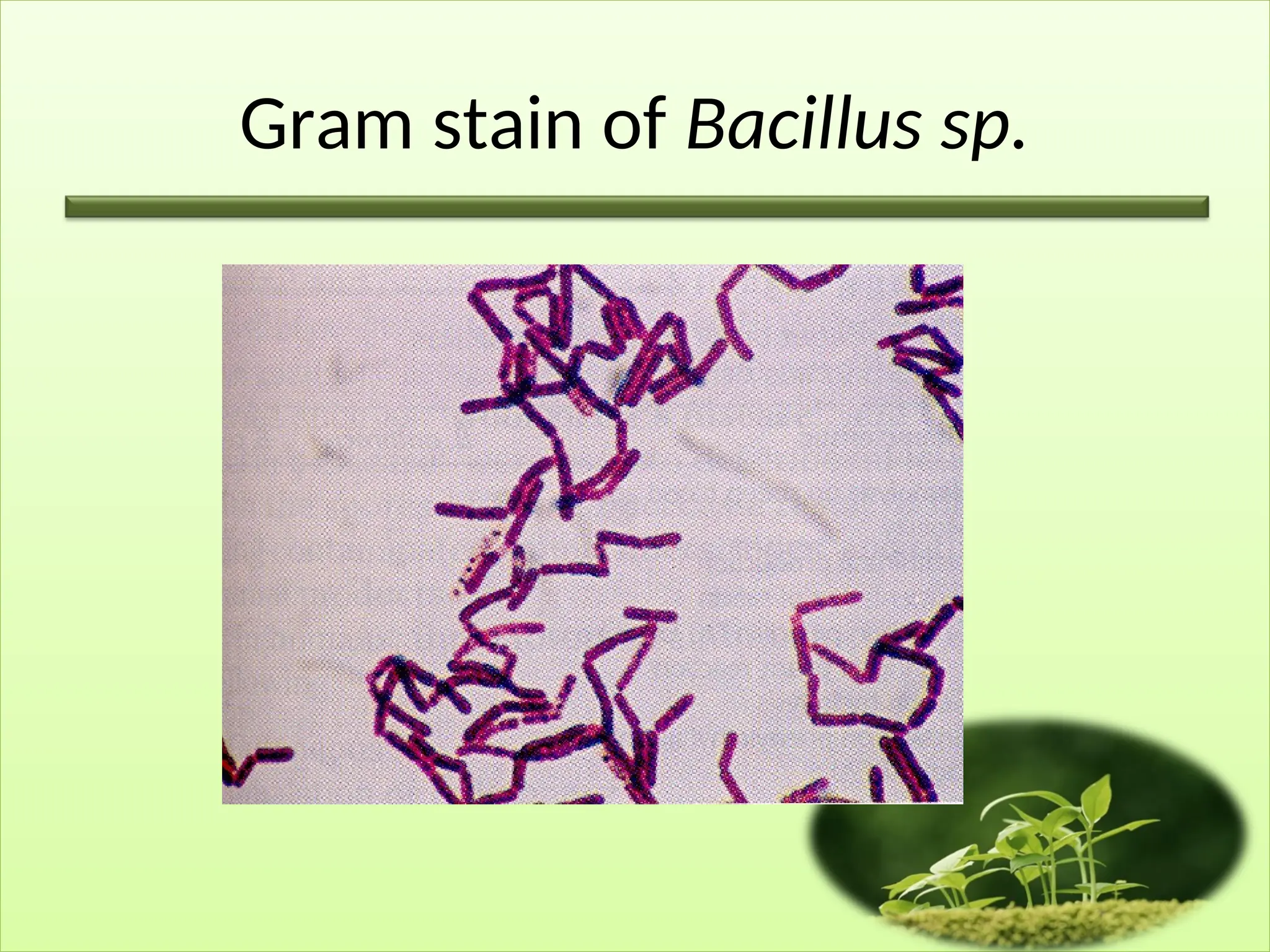 Bacillus.recentppt.ppt Bacillus powerpoint | PPT