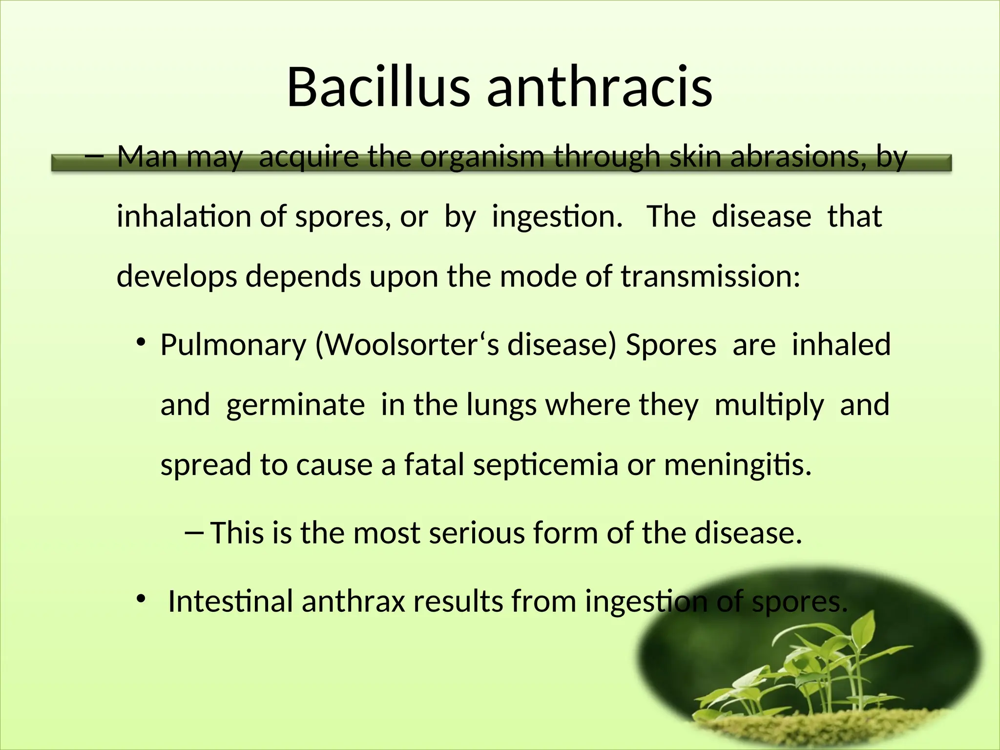 Bacillus.recentppt.ppt Bacillus powerpoint | PPT