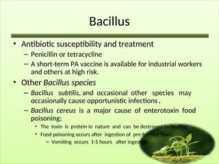 Bacillus.recentppt.ppt Bacillus powerpoint | PPT
