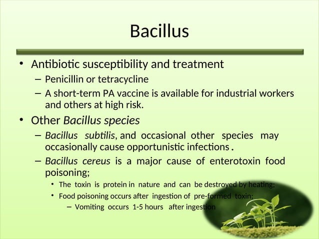 Bacillus.recentppt.ppt Bacillus powerpoint | PPT