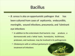 Bacillus.recentppt.ppt Bacillus powerpoint | PPT