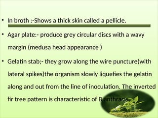 Bacillus.recentppt.ppt Bacillus powerpoint | PPT