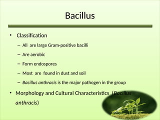 Bacillus.recentppt.ppt Bacillus powerpoint | PPT