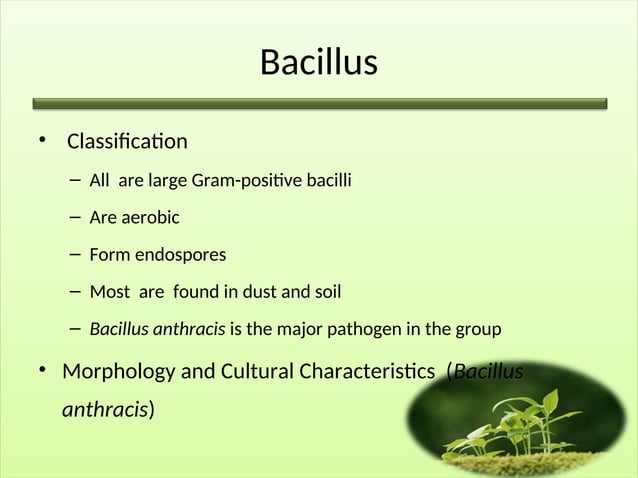 Bacillus.recentppt.ppt Bacillus powerpoint | PPT