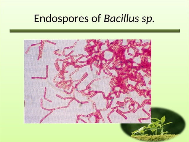 Bacillus.recentppt.ppt Bacillus powerpoint | PPT