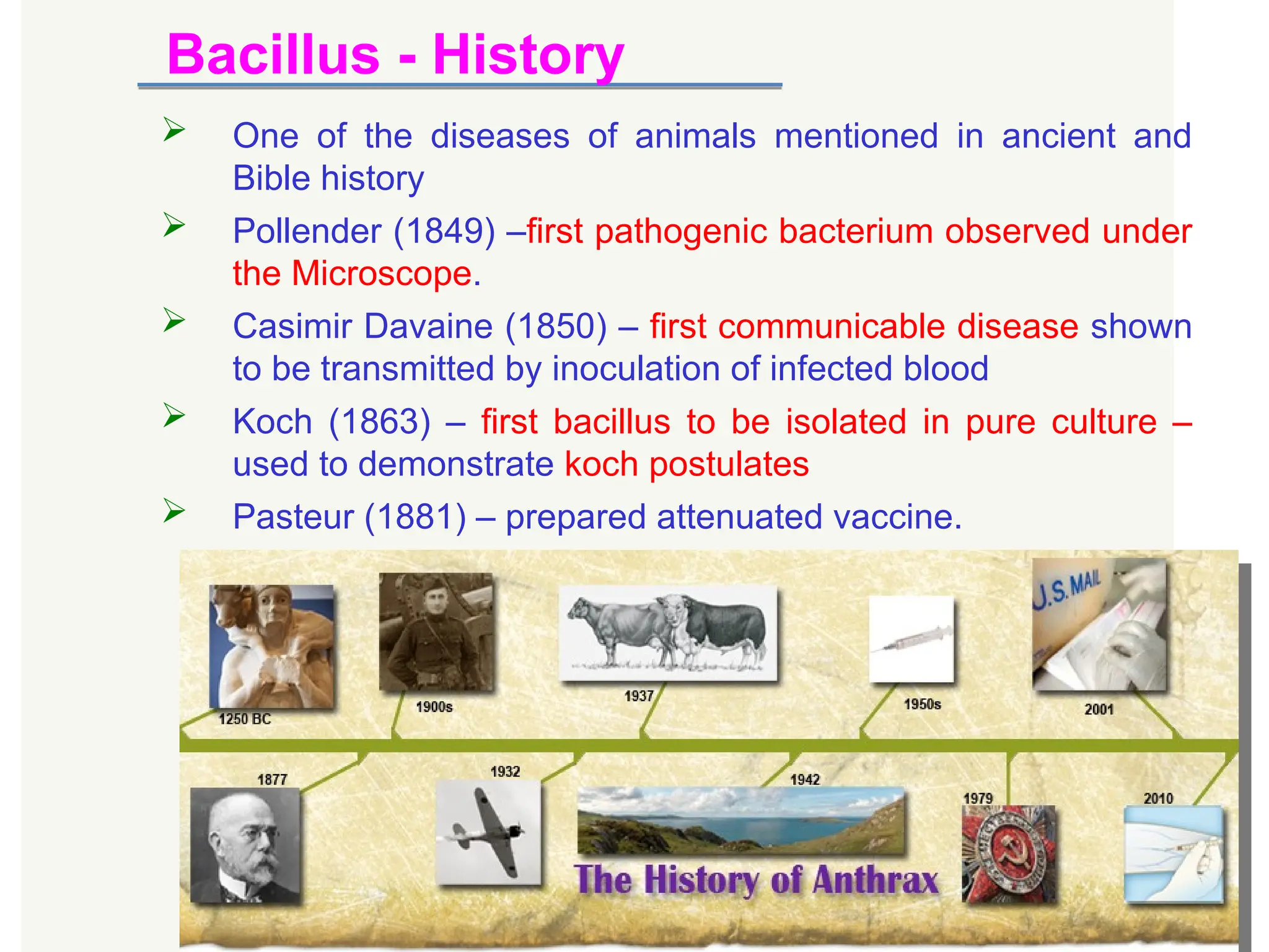Bacillus bacteriology microbiology notes.ppt