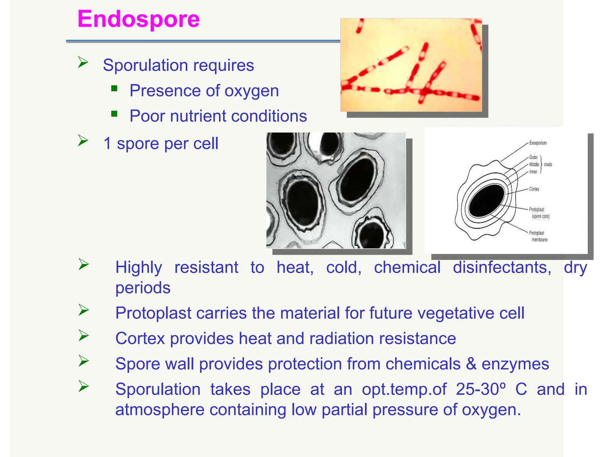 Bacillus bacteriology microbiology notes.ppt