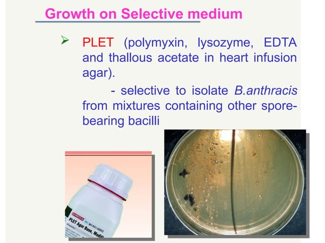 Bacillus bacteriology microbiology notes.ppt
