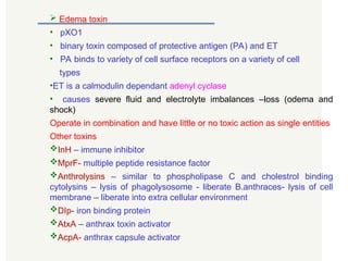 Bacillus bacteriology microbiology notes.ppt