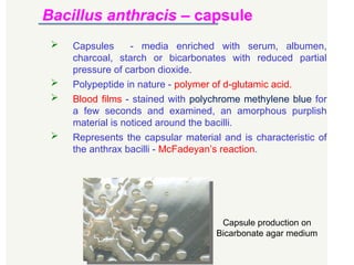 Bacillus bacteriology microbiology notes.ppt
