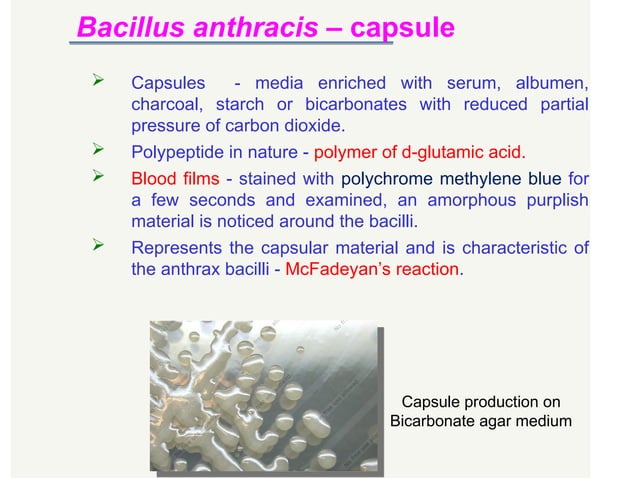 Bacillus bacteriology microbiology notes.ppt