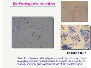 Bacillus bacteriology microbiology notes.ppt