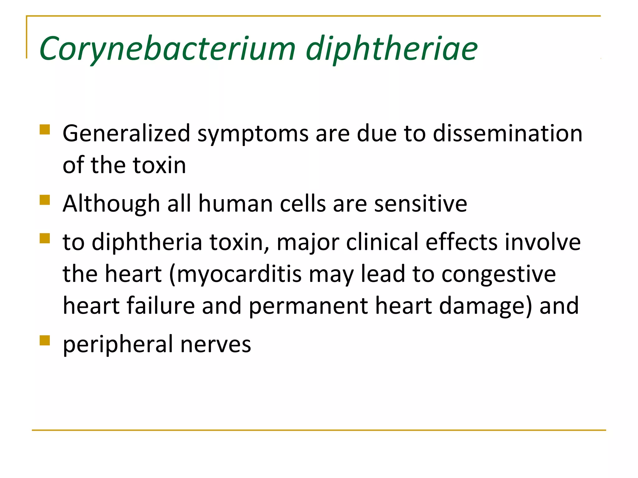 Bacillus and Corynebacterium | PPT | Infectious Diseases | Diseases and ...