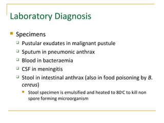 Bacillus and Corynebacterium | PPT | Infectious Diseases | Diseases and ...