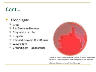Bacillus and Corynebacterium | PPT