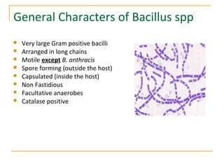 Bacillus and Corynebacterium | PPT | Infectious Diseases | Diseases and ...