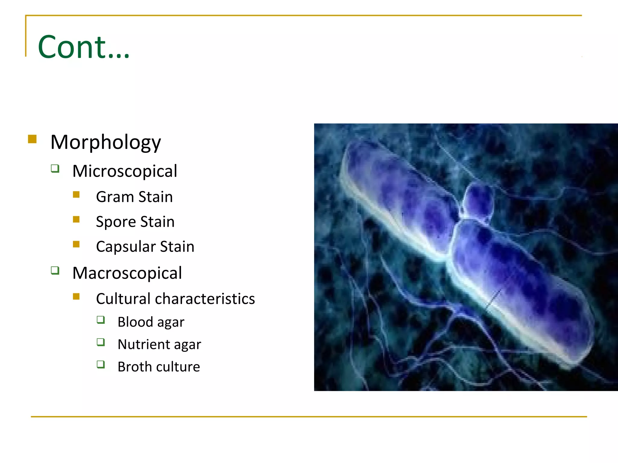 Bacillus and Corynebacterium | PPT