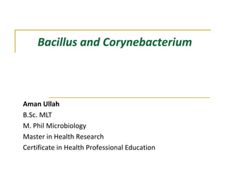 Bacillus and Corynebacterium | PPT