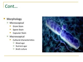 Bacillus Subtilis Morphology And Gram Stain