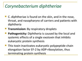 Bacillus and Corynebacterium | PPT