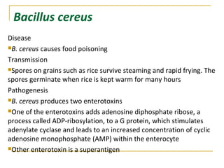 Bacillus and Corynebacterium | PPT