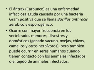 Bacillus anthracis | PPTX