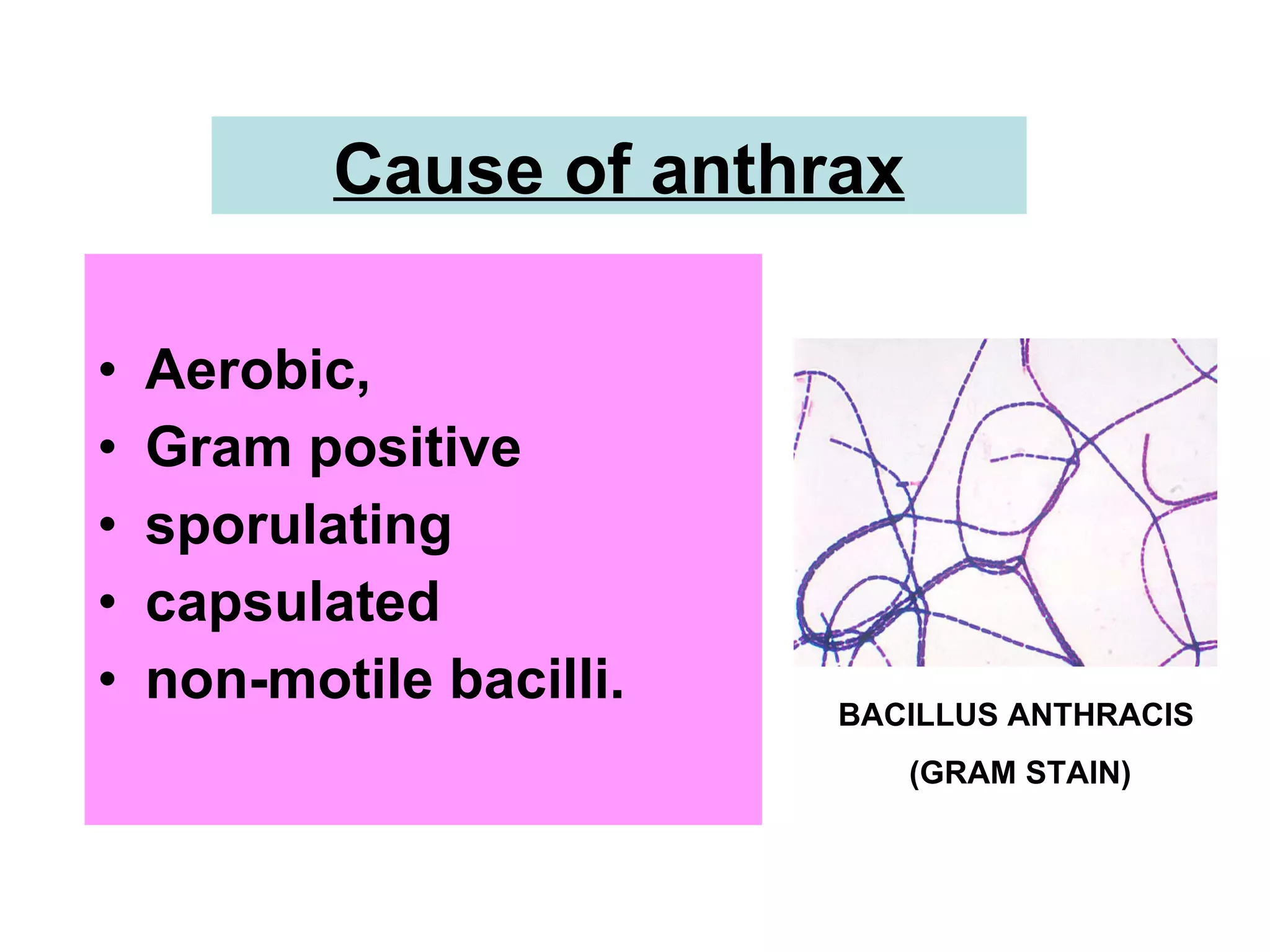 Bacillus anthracis | PPT