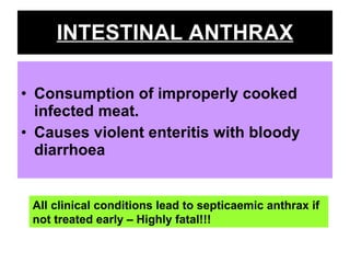 Bacillus anthracis | PPT