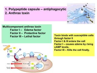 Bacillus anthracis | PPT
