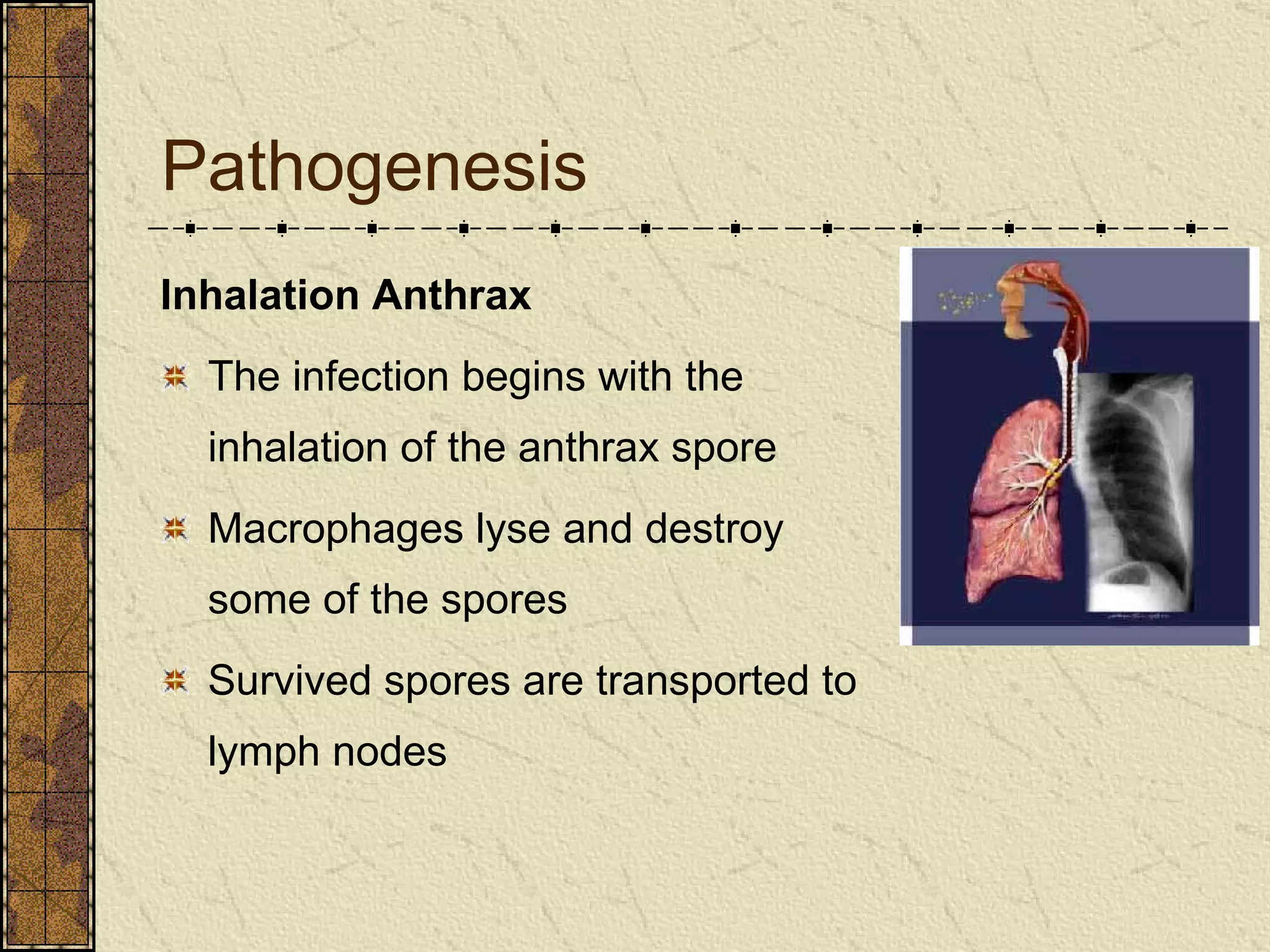 Bacillus anthracis | PPT