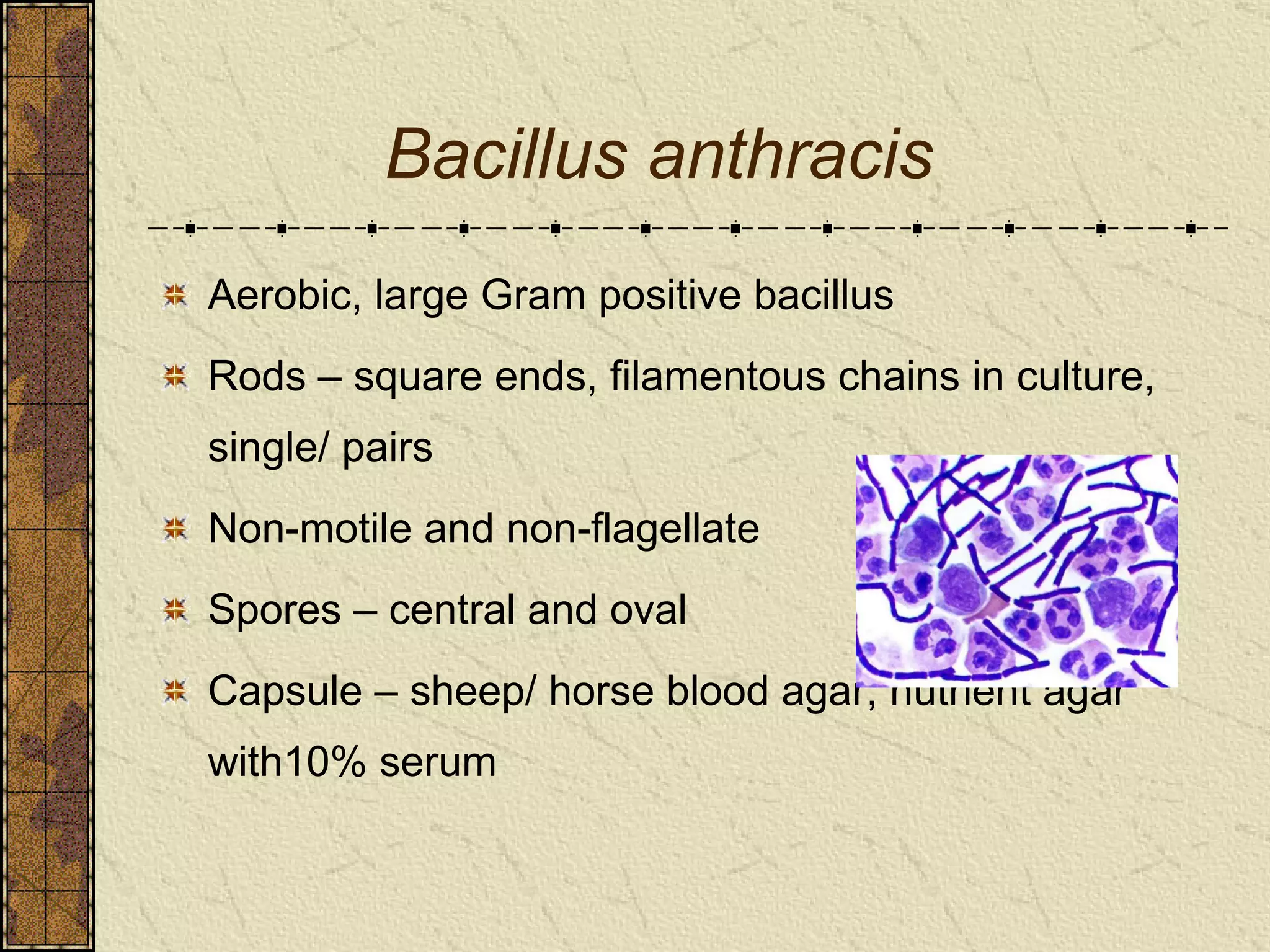 Bacillus anthracis | PPT