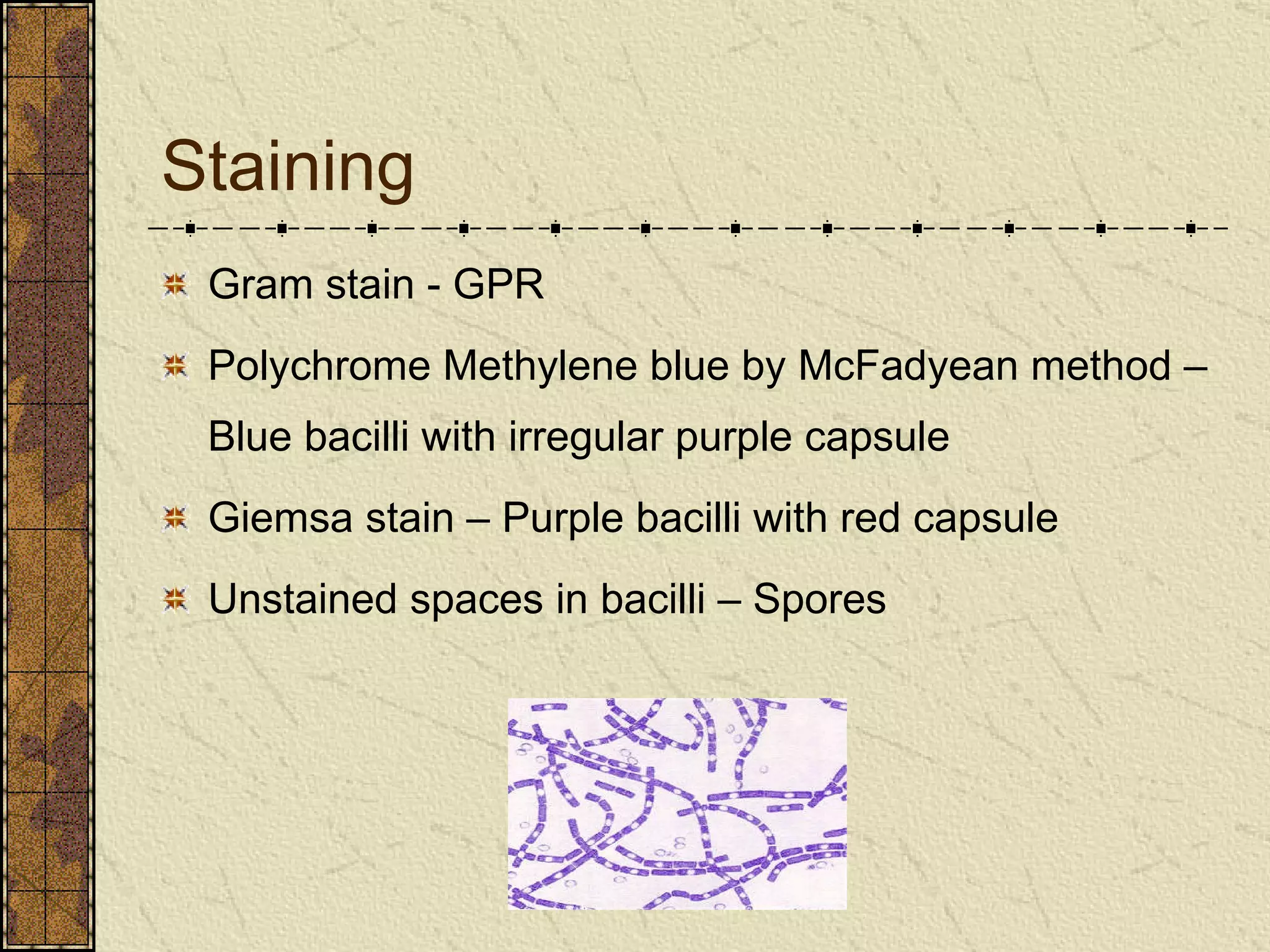 Bacillus anthracis | PPT