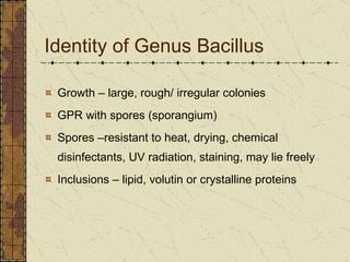 Bacillus anthracis | PPT