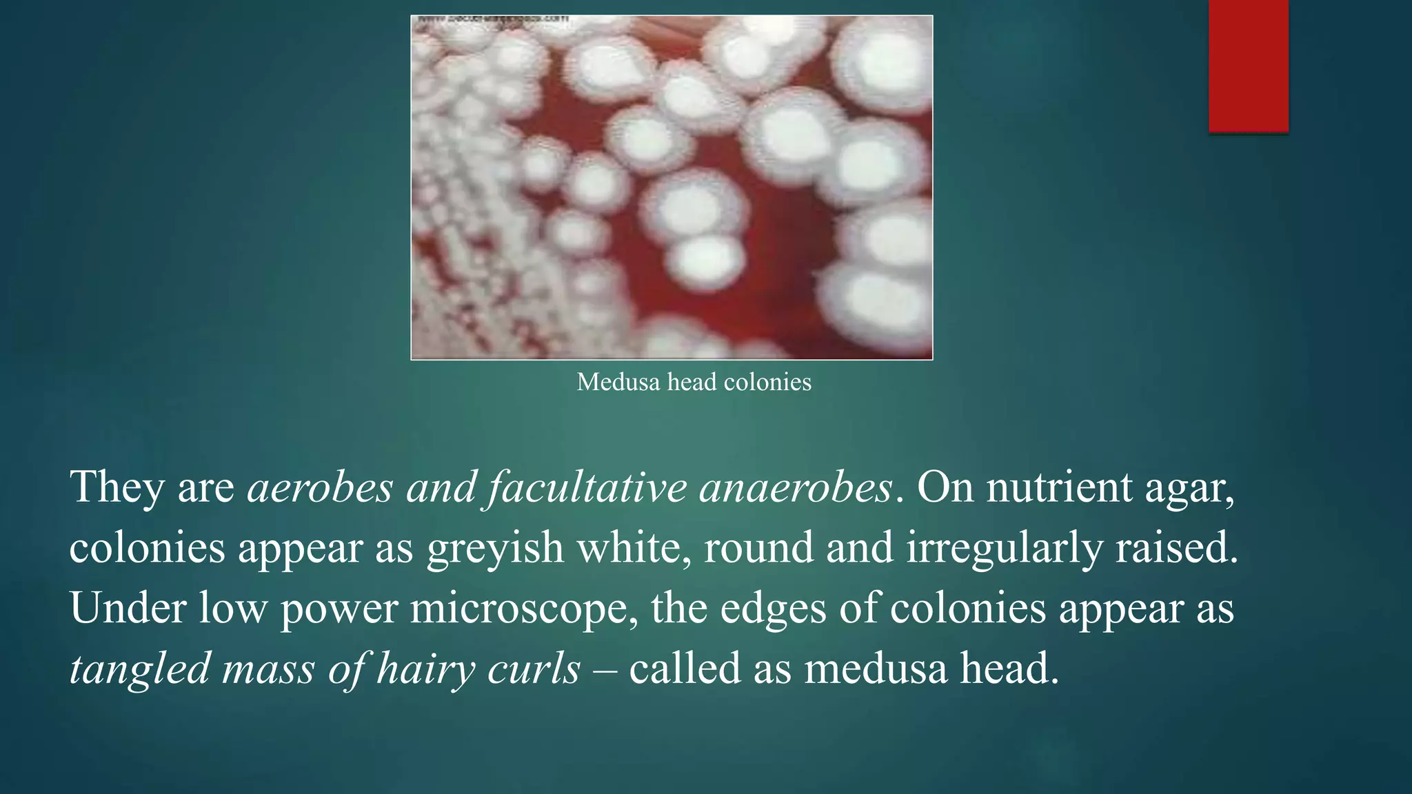 Bacillus anthracis | PPTX | Infectious Diseases | Diseases and Conditions