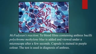 Bacillus anthracis | PPTX