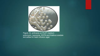 Bacillus anthracis | PPTX