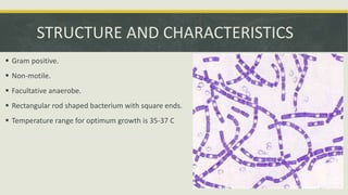 Bacillus anthracis | PPTX