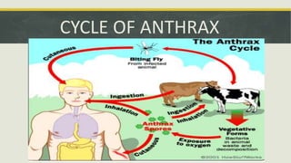 Bacillus anthracis | PPTX
