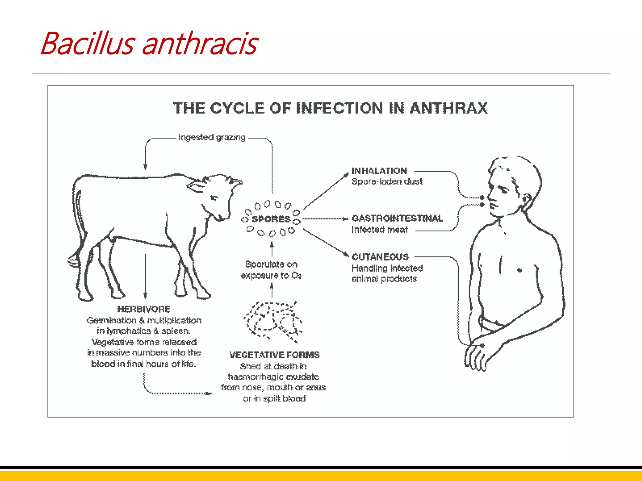 BACILLUS ANTHRACIS | PPTX