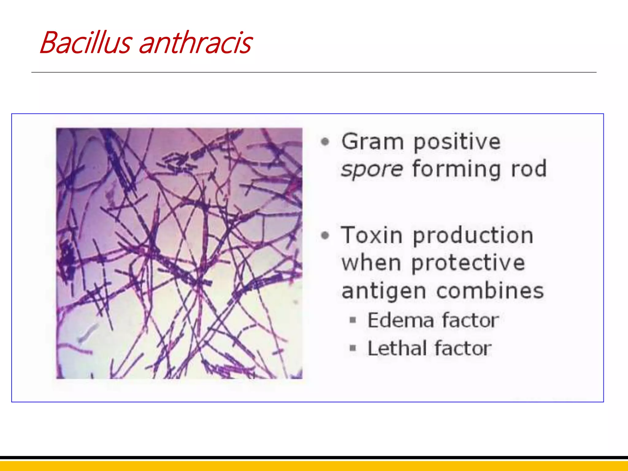 BACILLUS ANTHRACIS | PPTX