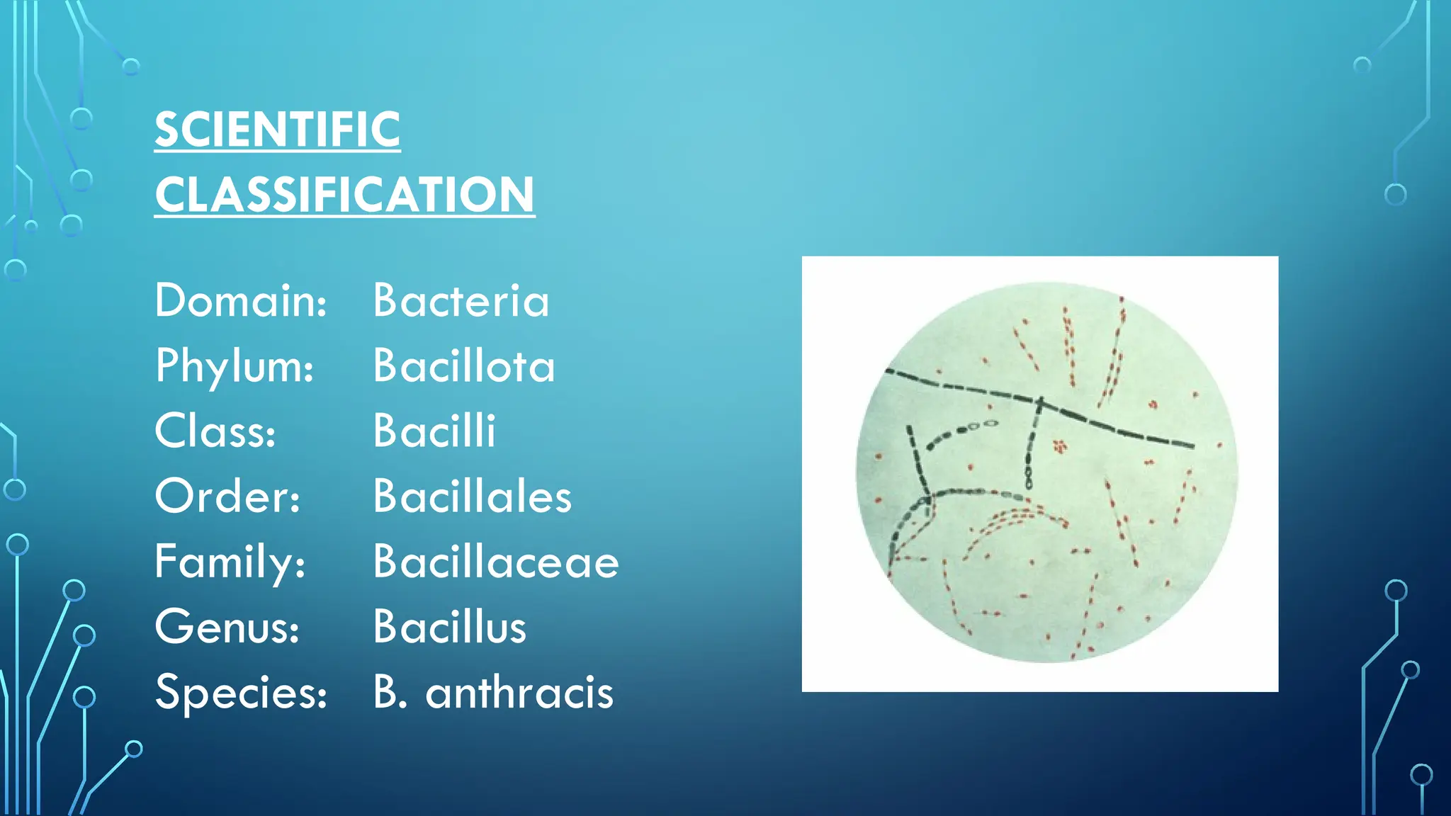 BACILLUS ANTHRACIS Microbial disease .pptx