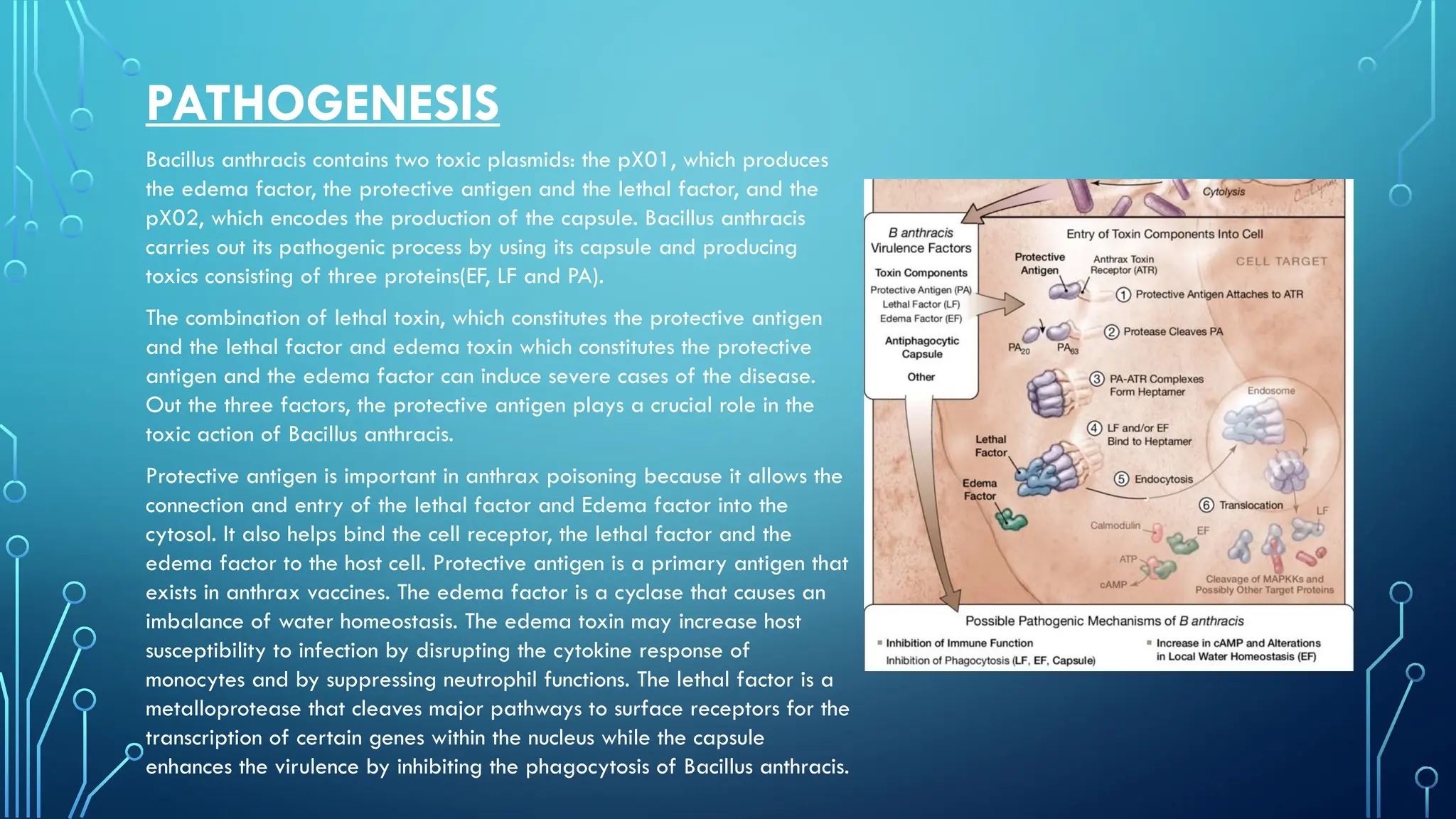 BACILLUS ANTHRACIS Microbial disease .pptx