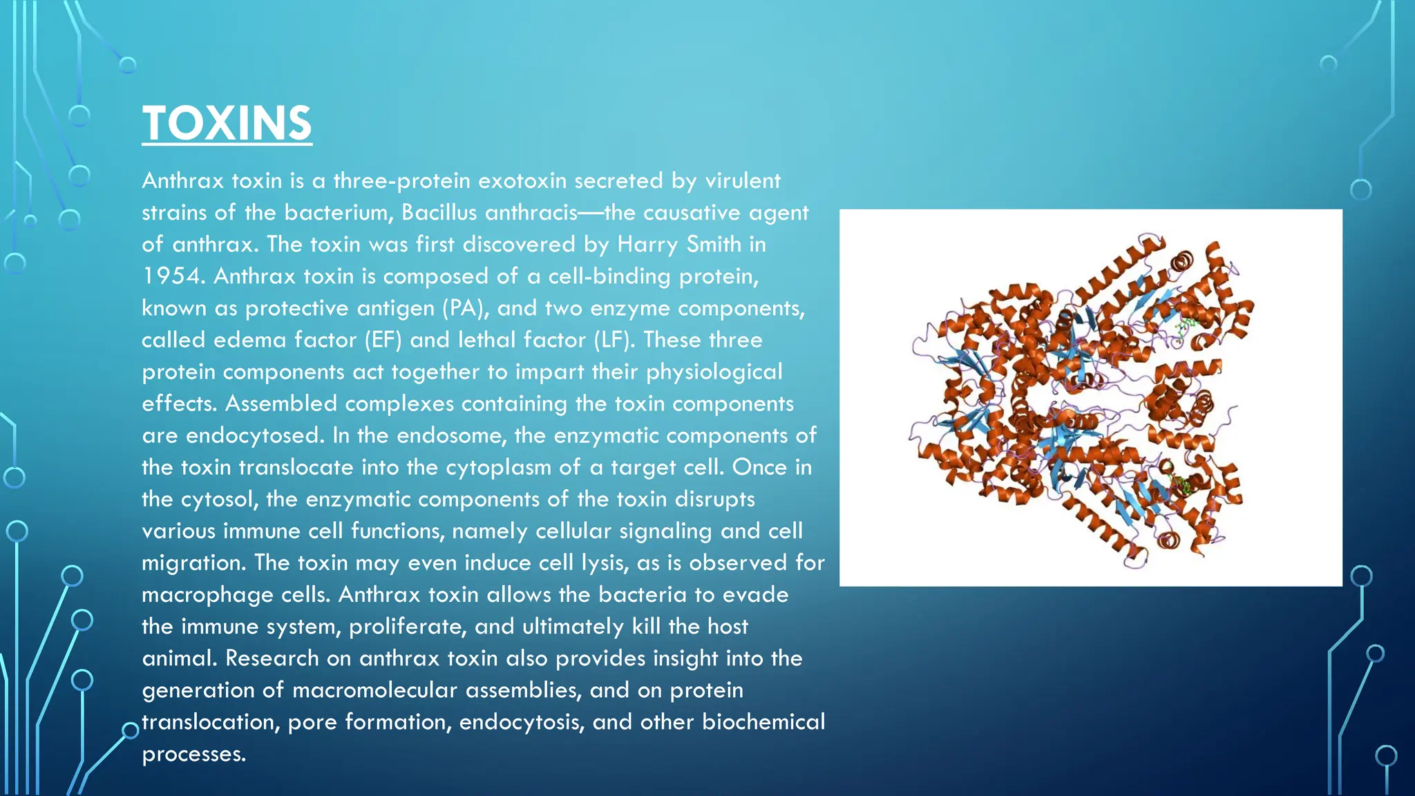 BACILLUS ANTHRACIS Microbial disease .pptx