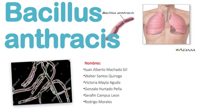 Bacillus anthracis parasitologia 1 medica | PPTX | Infectious Diseases ...