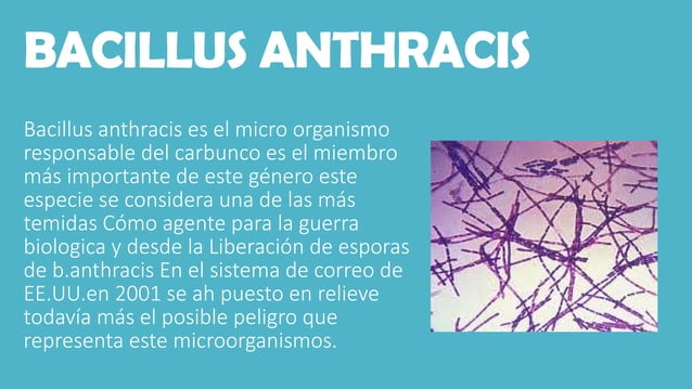 Bacillus anthracis parasitologia 1 medica | PPTX | Infectious Diseases ...